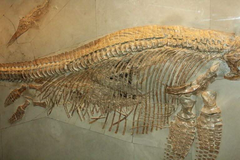 Ginormous 'Sea Dragon' unearthed at Rutland Water Nature Reserve ...